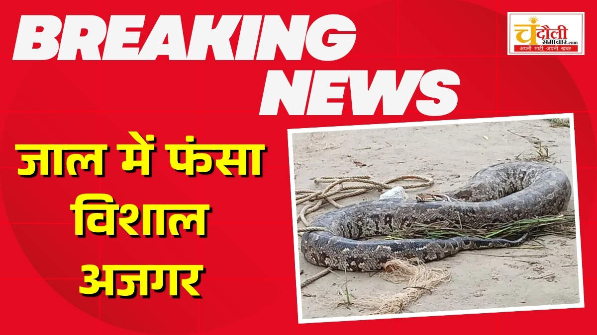 गंगा नदी में बहता जा रहा था भारी भरकम अजगर, मछुआरों के जाल में फंसा तो ...